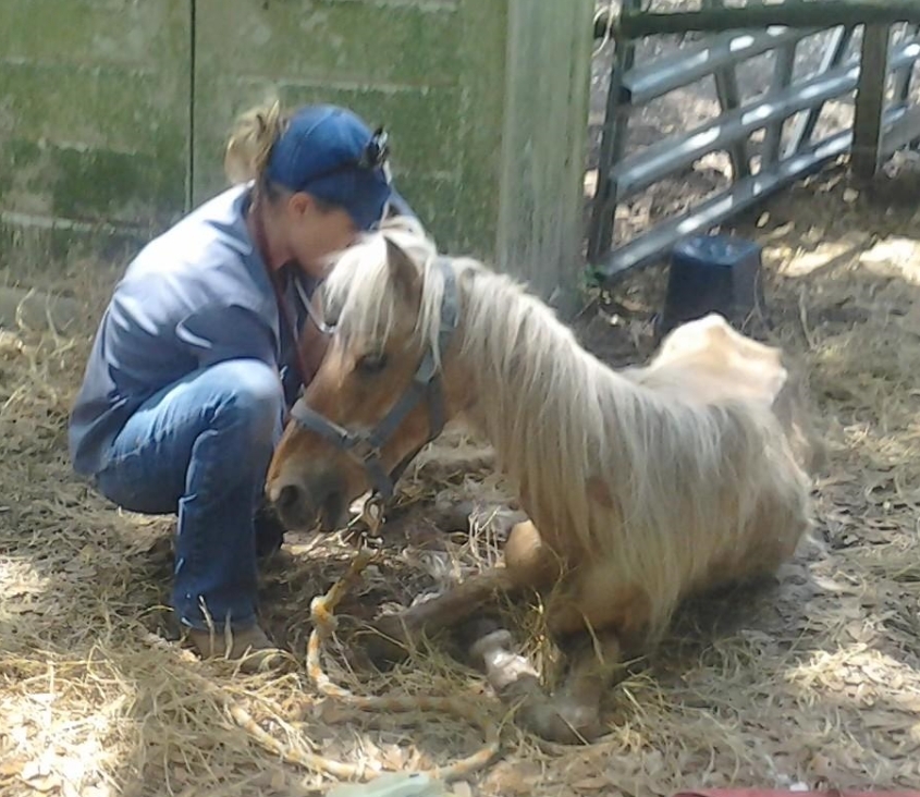 Pony Mare in Dire Need – Beauty's Haven Farm and Equine Rescue Inc.