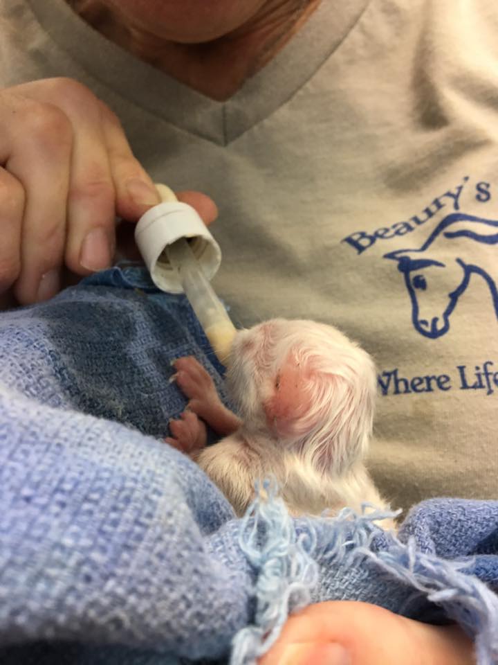 PREMATURE KITTENS NEED HELP – Beauty's Haven Farm and Equine Rescue Inc.