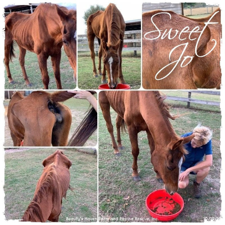 SWEET MARE IN DIRE NEED – Beauty's Haven Farm and Equine Rescue Inc.