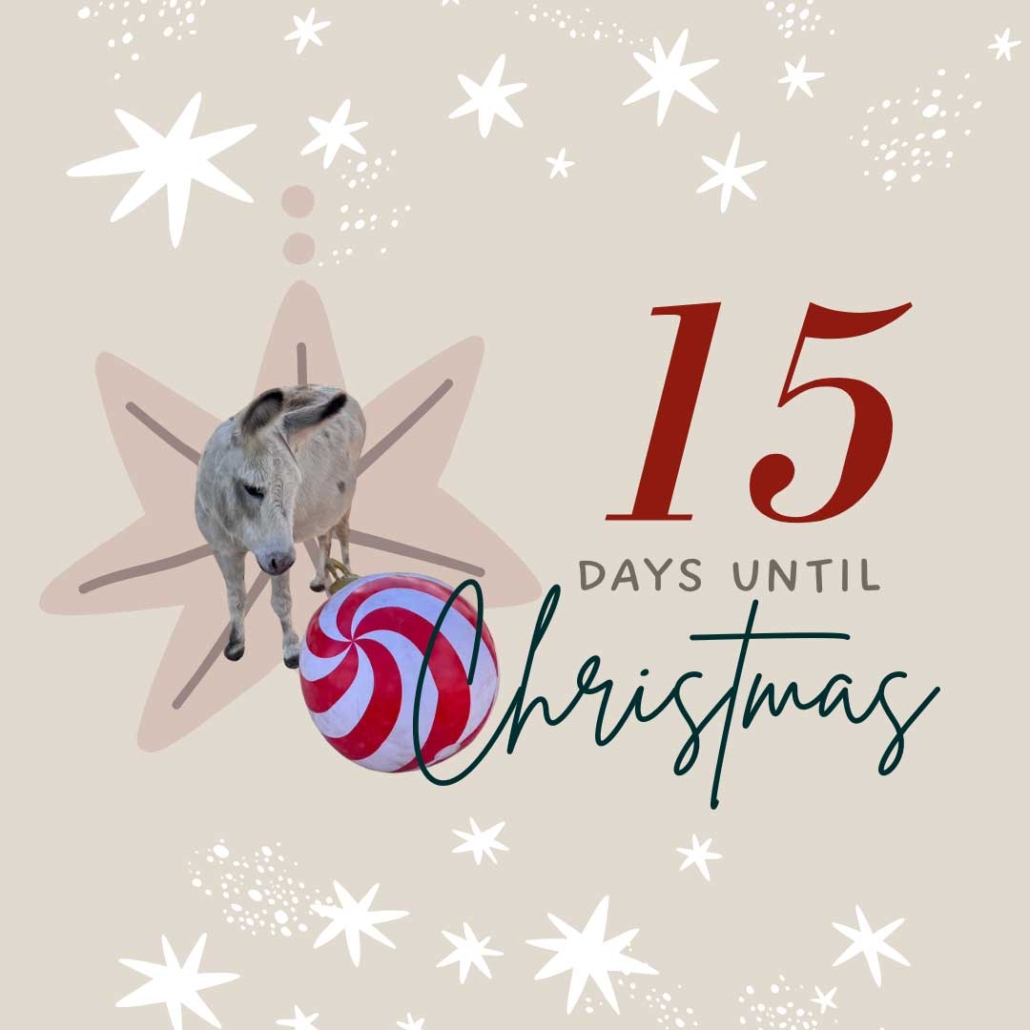 Christmas Countdown! – Beauty's Haven Farm and Equine Rescue Inc.